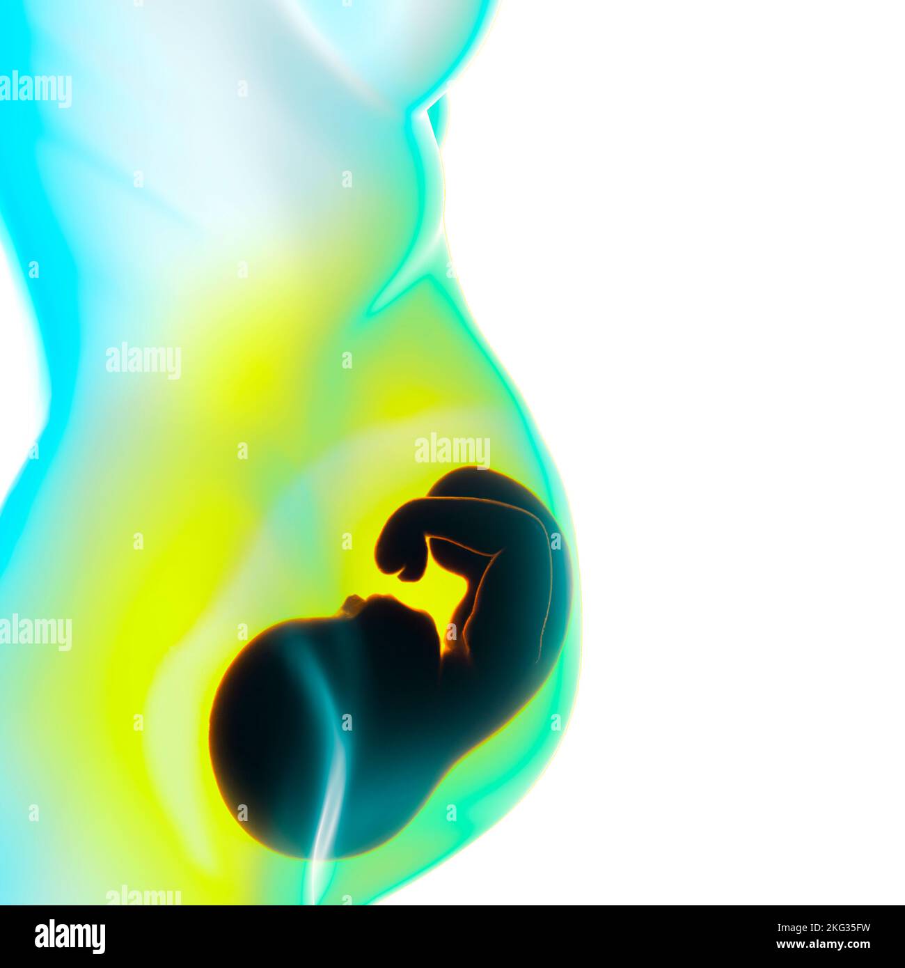 Growth of the fetus, umbilical cord, nourishment and energy for the ...