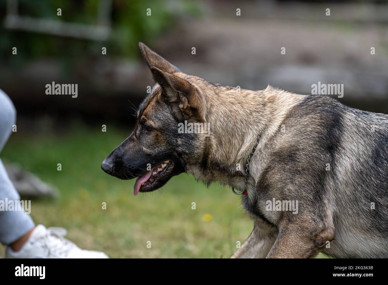 A profile picture of a young happy German Shepherd. Sable-colored ...
