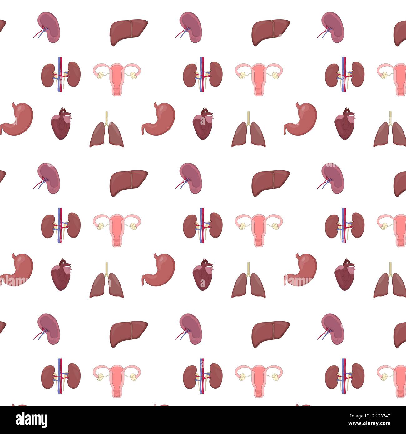 Human kidneys inner organ hi-res stock photography and images - Alamy