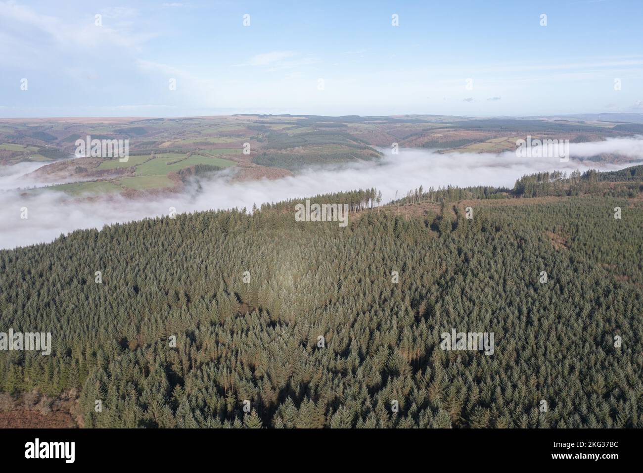 Aerial view of Sitka spruce conifer forestry and temperature inversion ...