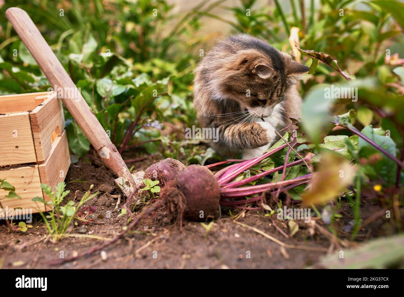 Male farmer picking fresh beetroot from his hothouse garden Stock Photo ...