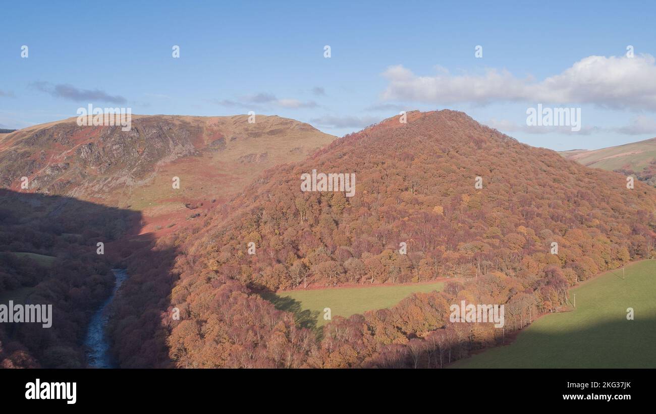 Aerial view of the upper Towy Valley in autumn colours at Gwenffrwd ...