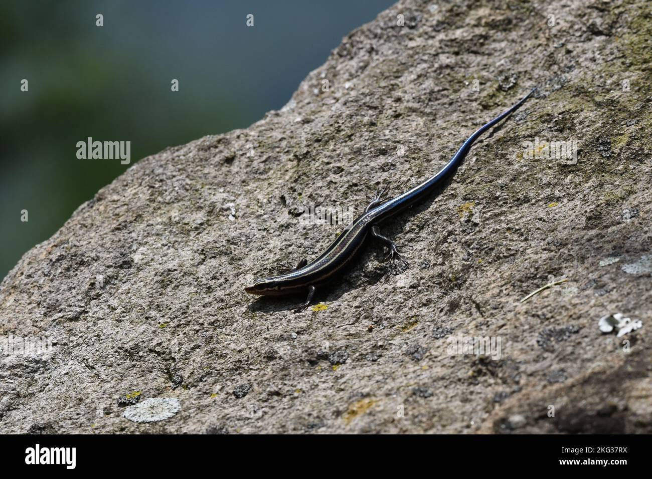 A blue-tailed Japanese skink lizard sunning itself on a rock Stock ...
