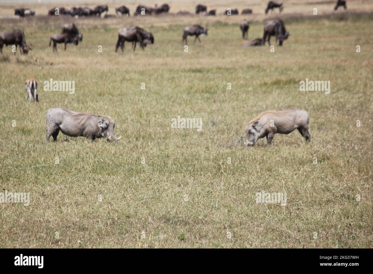 Zoo warthogs hi-res stock photography and images - Alamy