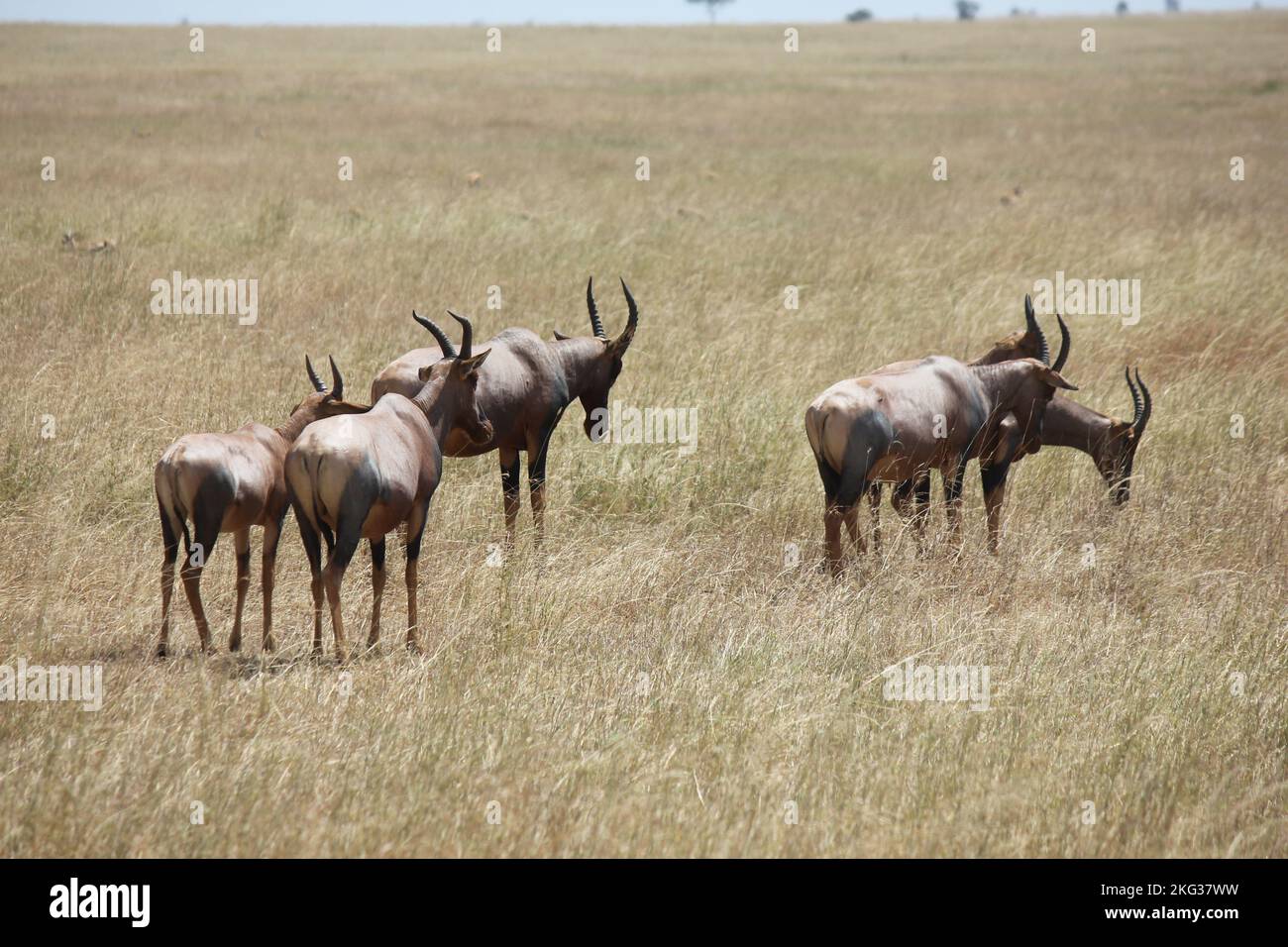 The topi antelopes in the deserted valley of savanna Stock Photo - Alamy