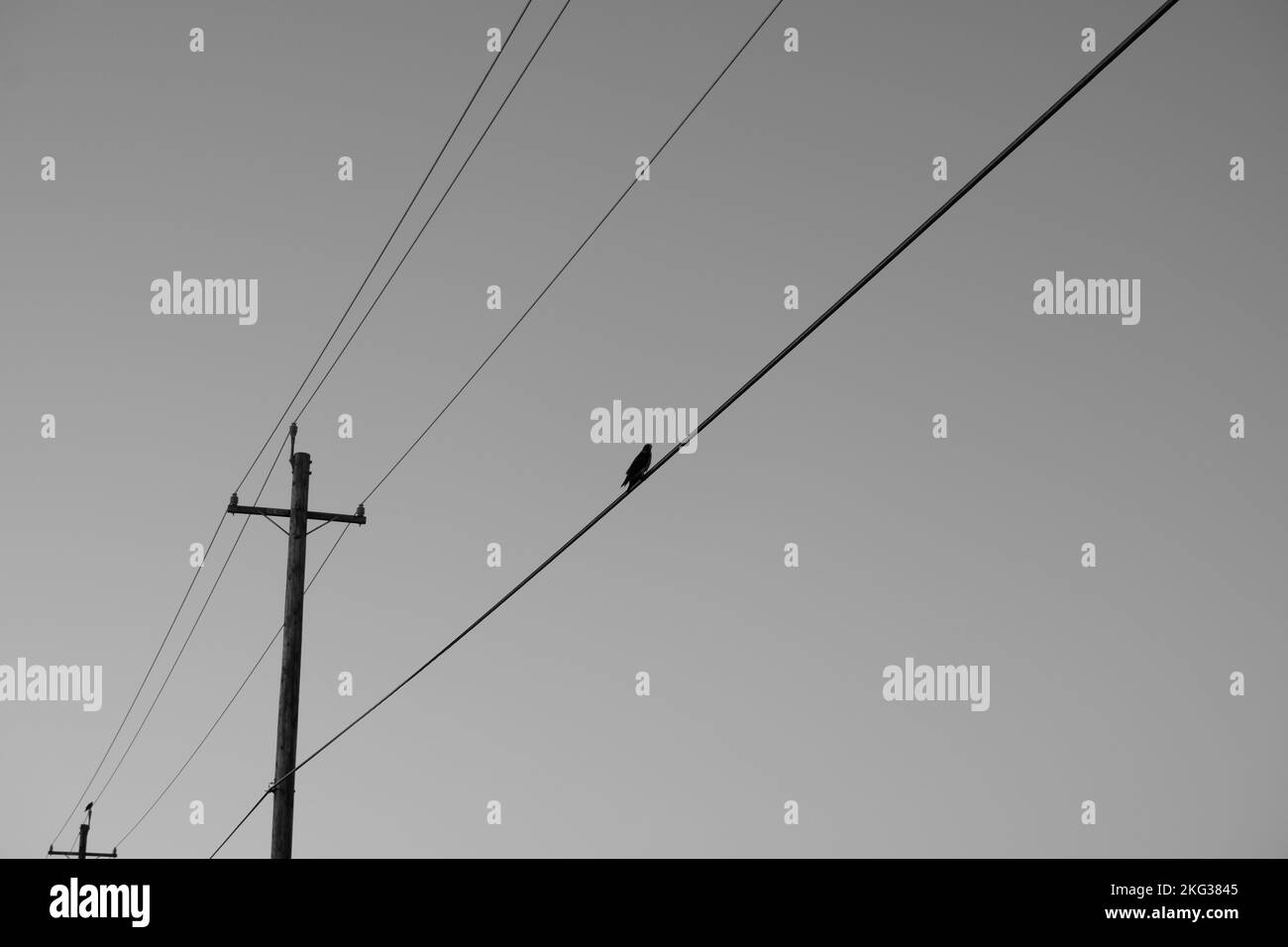 A grey scale of a bird resting on a power line wire Stock Photo - Alamy