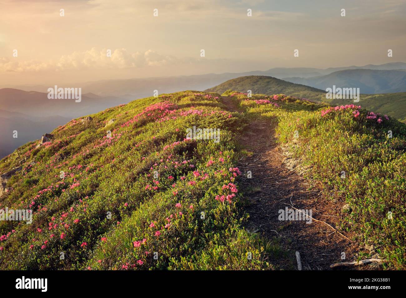 Mountain path through blooming rhododendron valley on sunset Stock ...