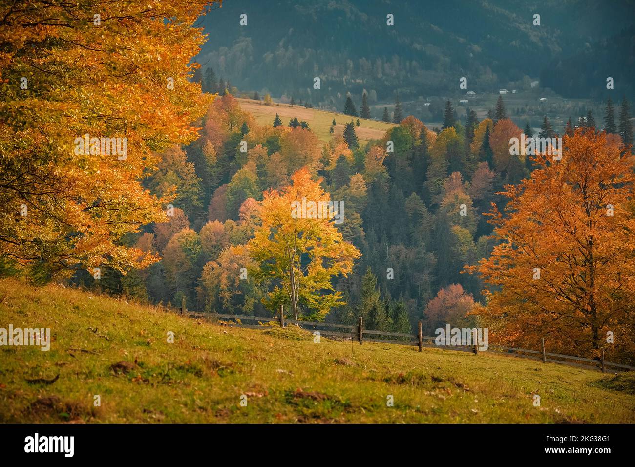 Mixed forests hi-res stock photography and images - Alamy