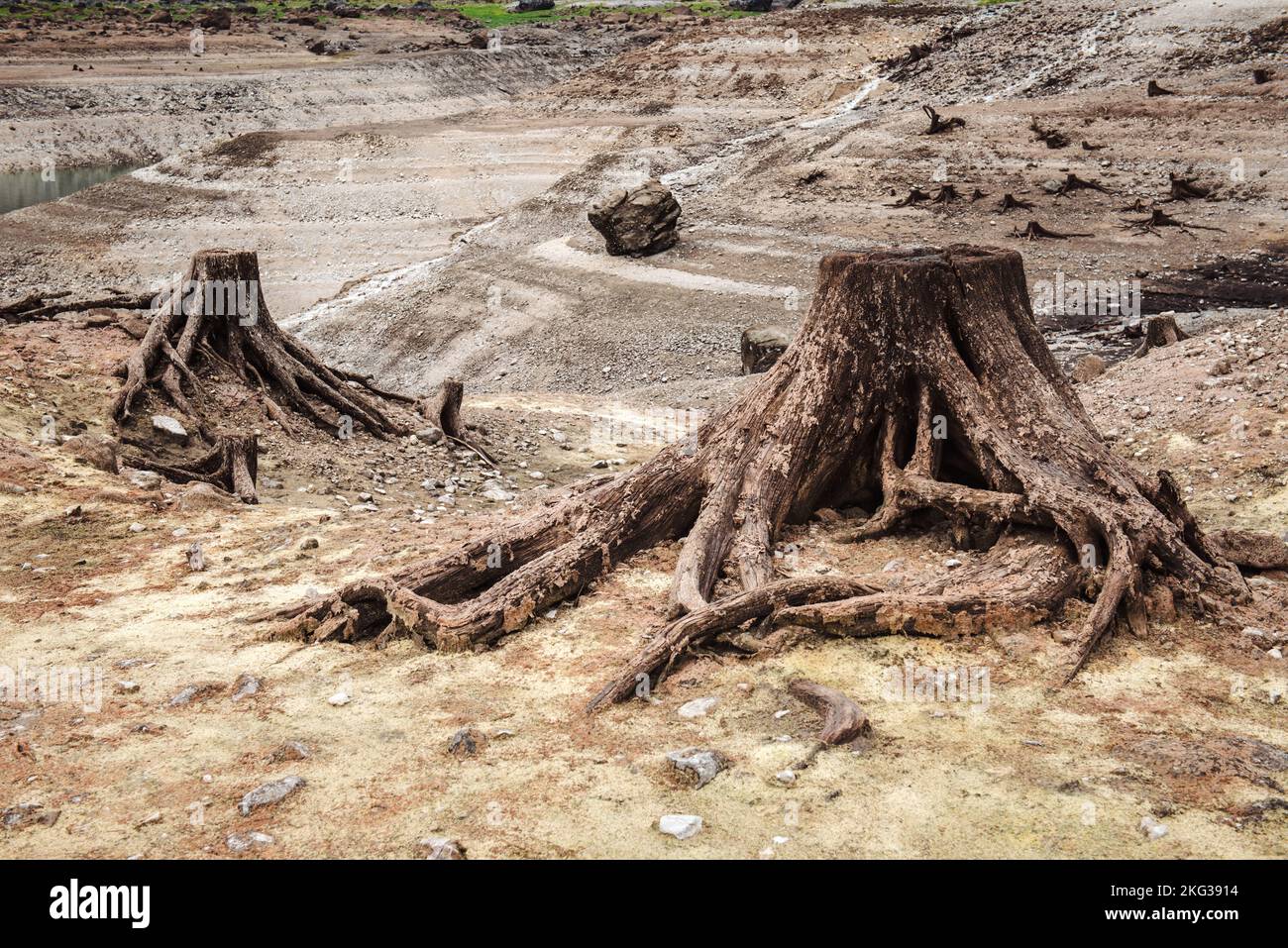 Tree stumps after deforestation located around mountain lake Stock ...
