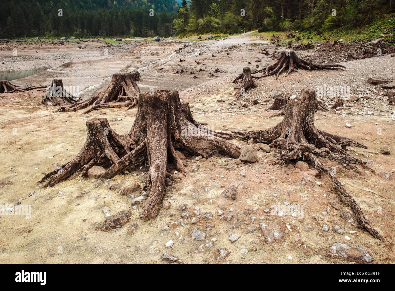Tree stumps after deforestation located around mountain lake Stock ...