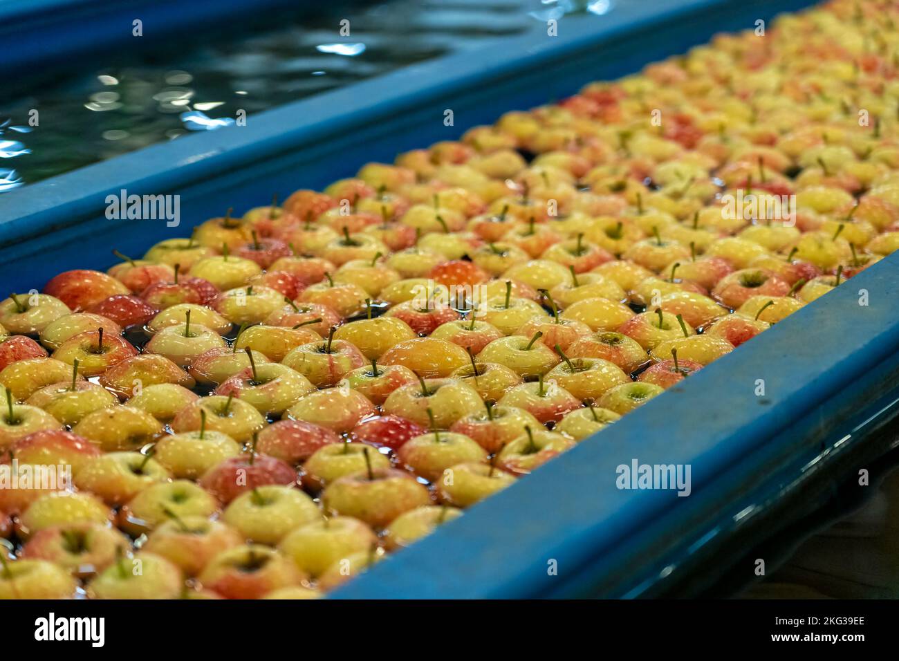 Apples Being Washed, Sorted and Transported in Water Tank Conveyor ...