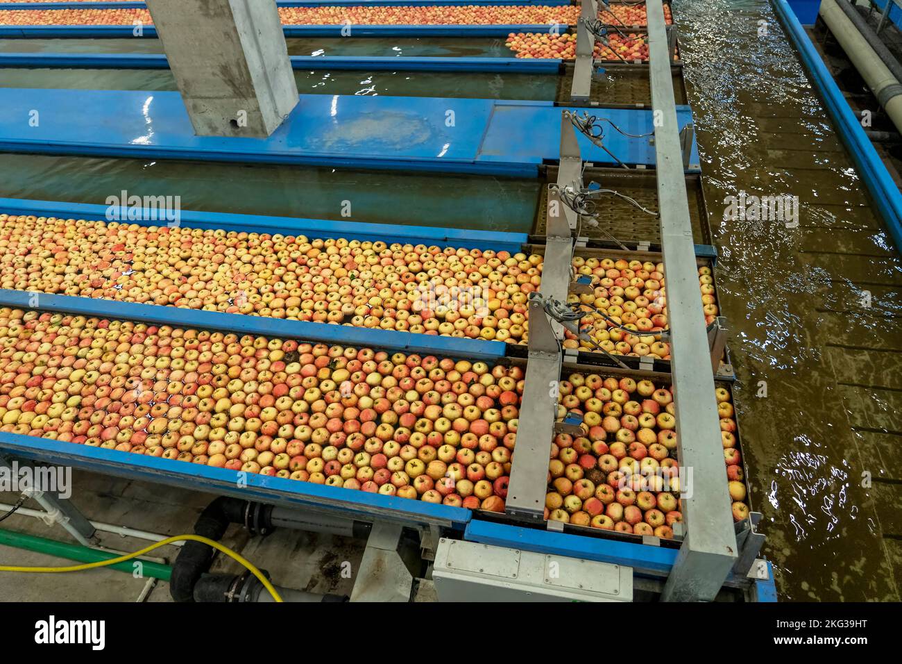 Apples Being Washed, Sorted and Transported in Water Tank Conveyor ...