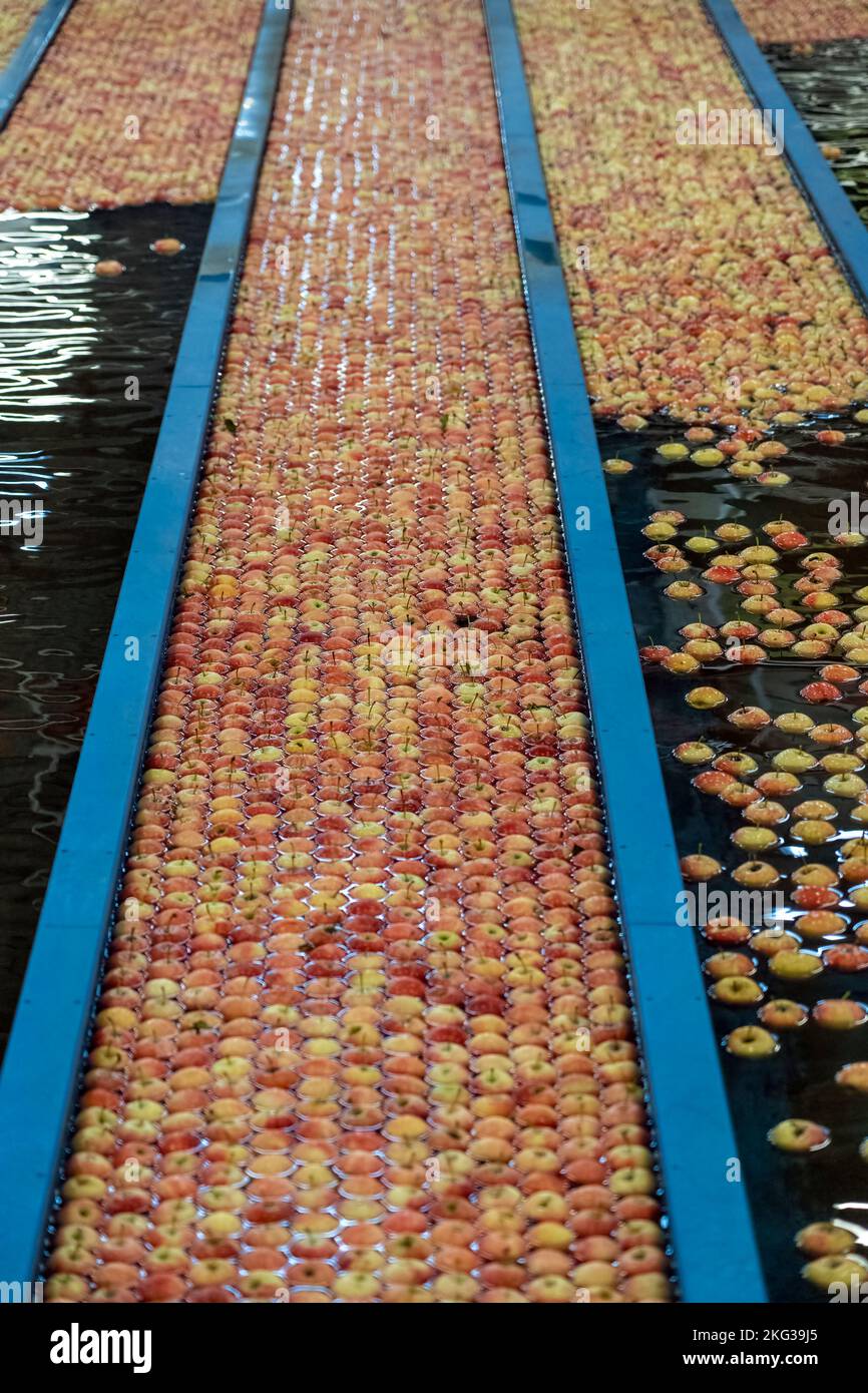 Apples Floating, Being Washed, Sorted and Transported in Water Tank ...