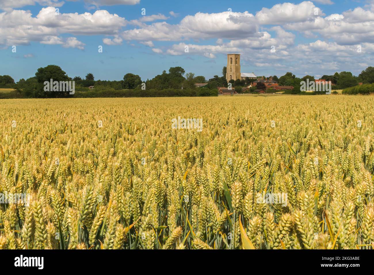 view of Cawston, showing church and field of barley, Norfolk, United ...