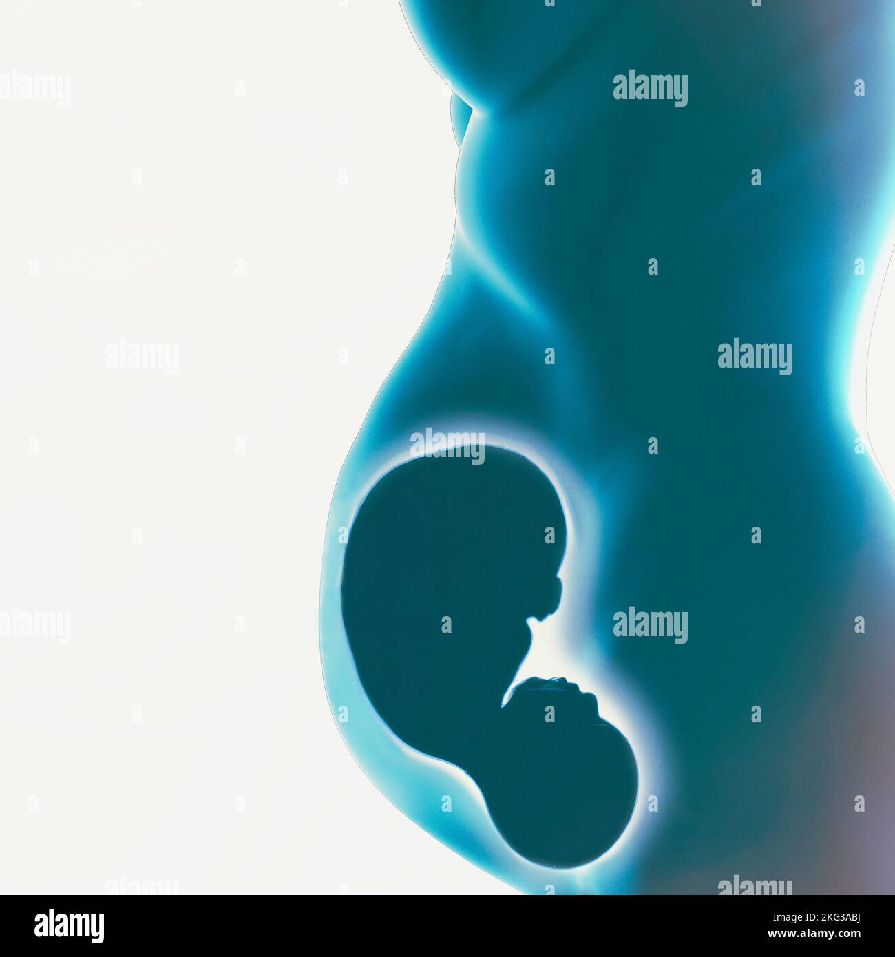 Growth of the fetus, umbilical cord, nourishment and energy for the ...