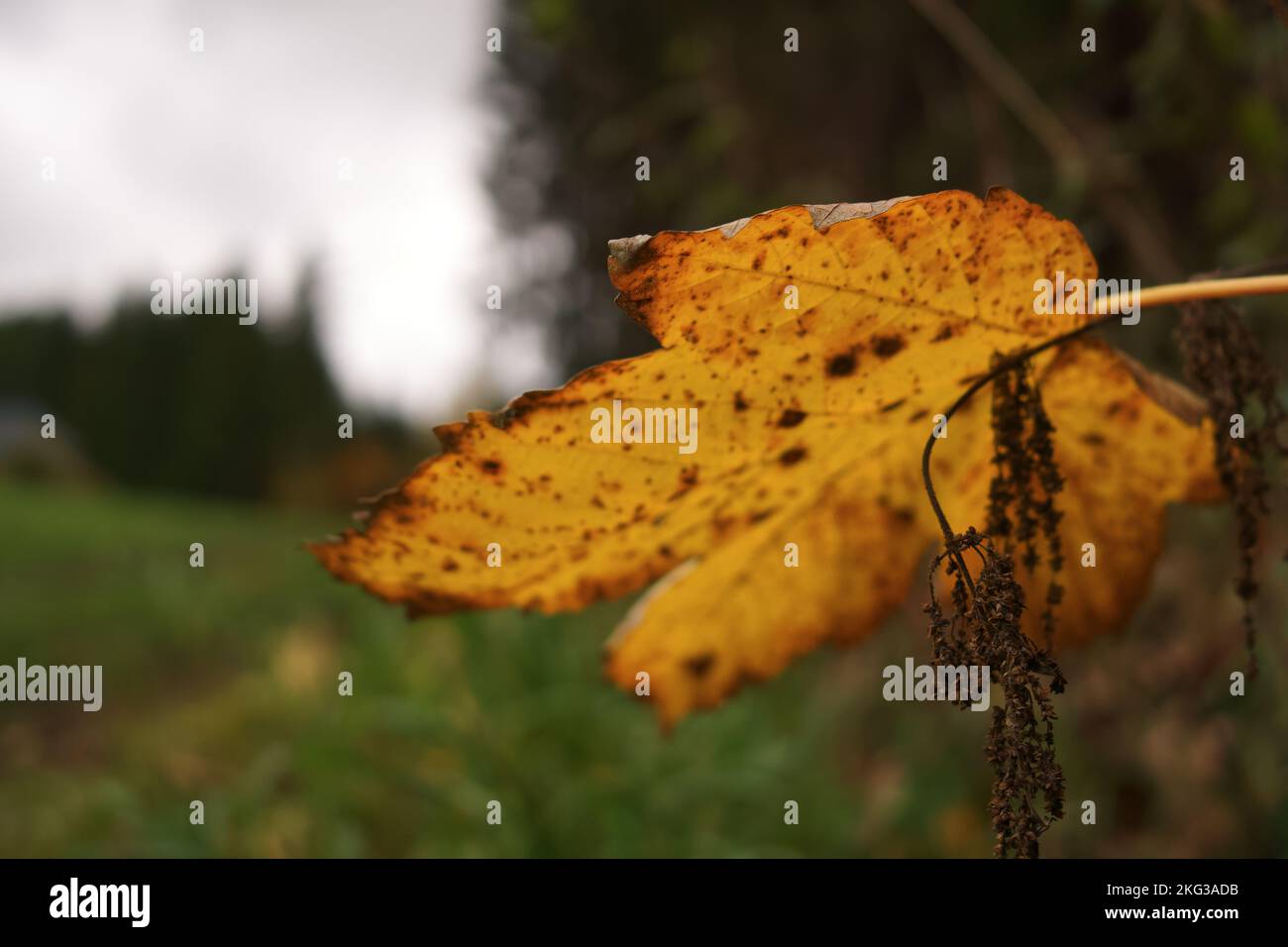 Herbstblatt hi-res stock photography and images - Alamy