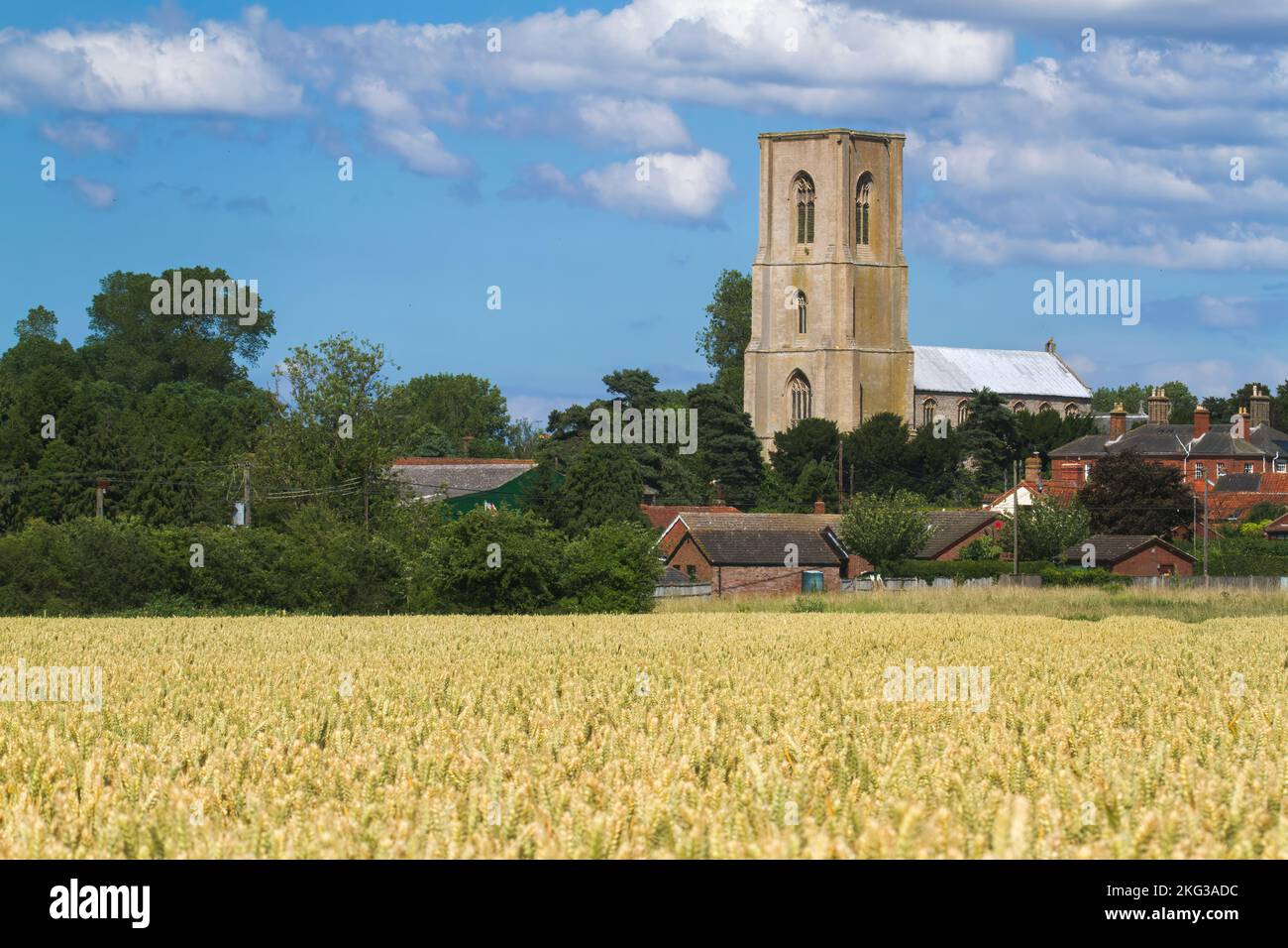 view of Cawston, showing church and field of barley, Norfolk, United ...