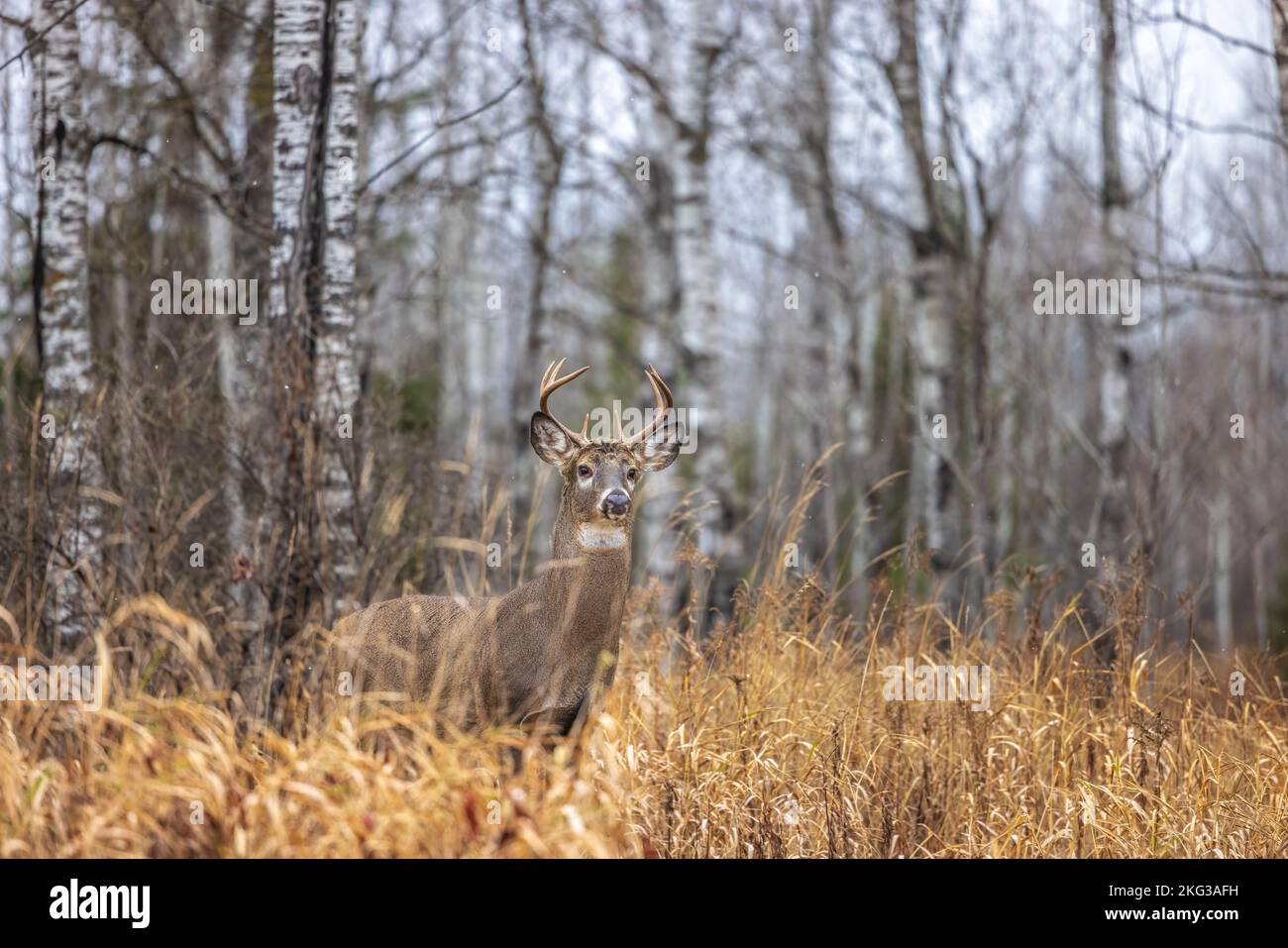 White-tailed buck during the peak of the rut in northern Wisconsin ...