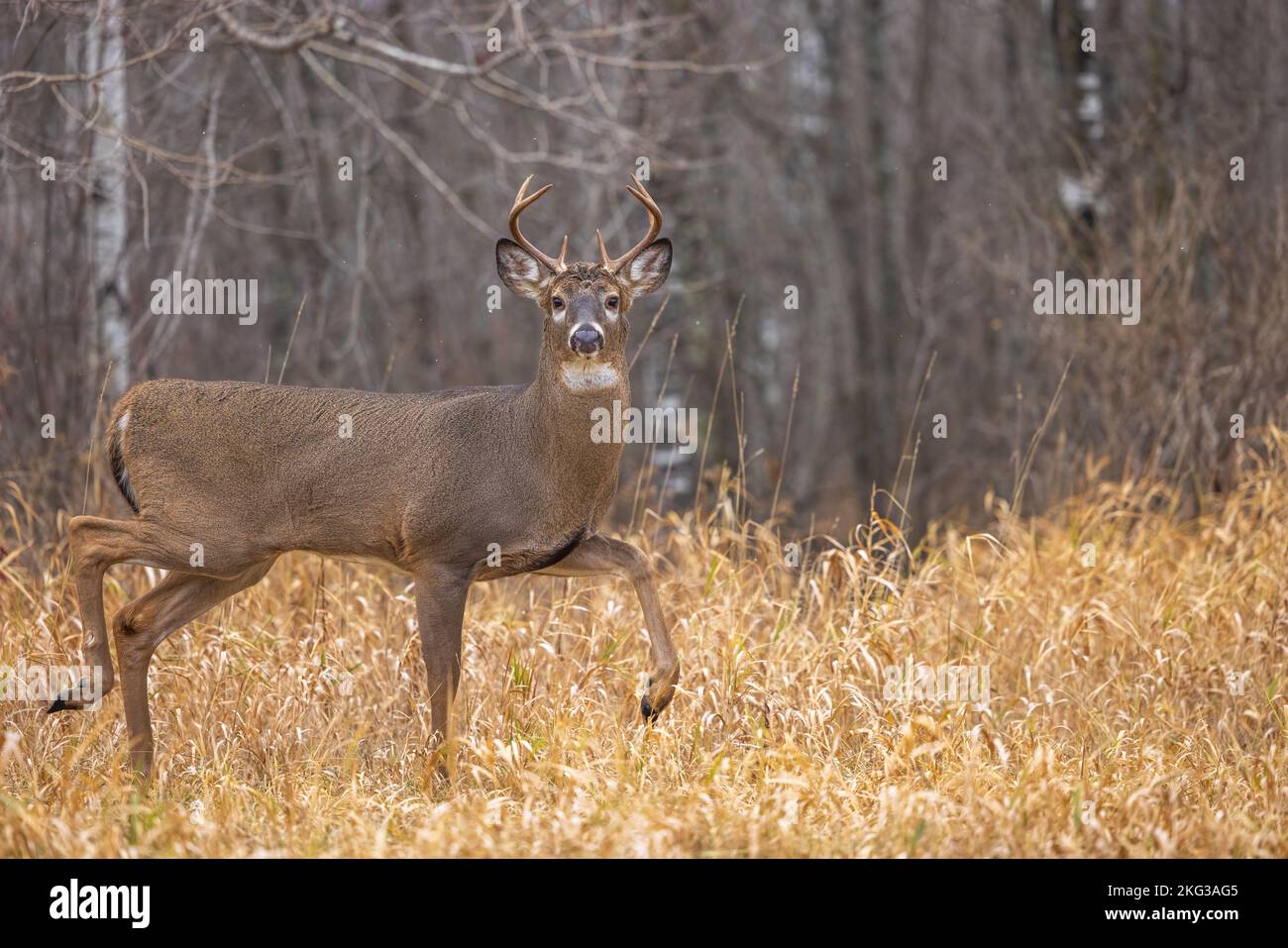 White-tailed buck during the rut in northern Wisconsin Stock Photo - Alamy