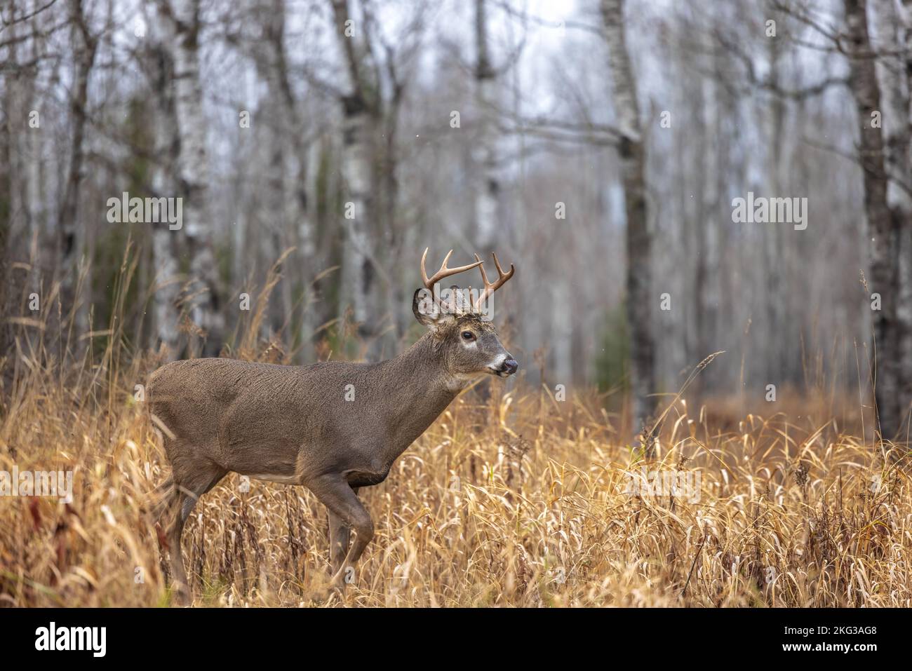 3 point deer hi-res stock photography and images - Alamy