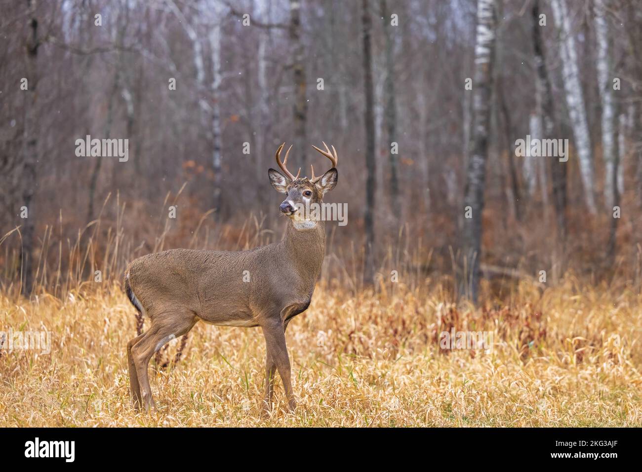 White-tailed buck during the rut in northern Wisconsin Stock Photo - Alamy
