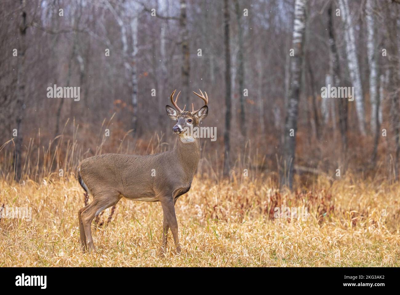 8 point buck white tailed deer hi-res stock photography and images - Alamy
