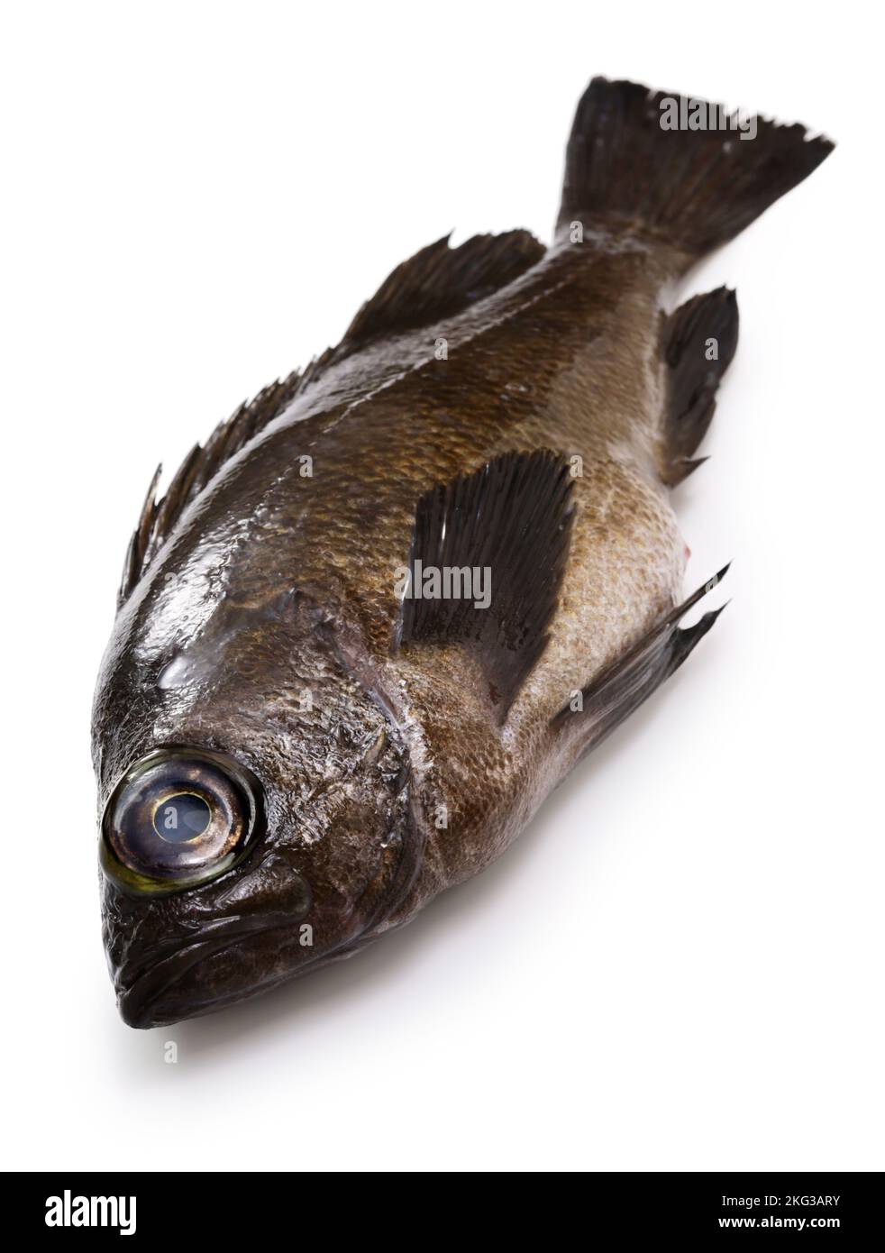 brown rockfish isolated on white background Stock Photo - Alamy