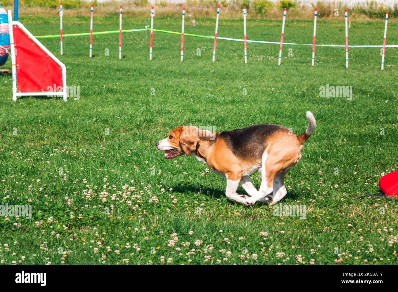 Dog in agility competition set up in green grassy park Stock Photo - Alamy