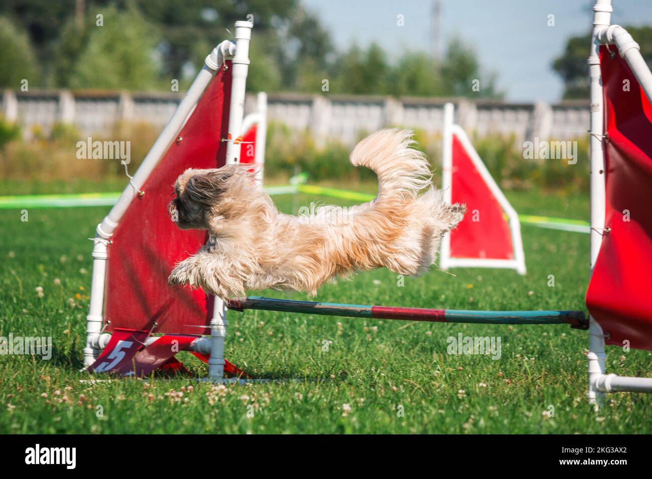 Dog in agility competition set up in green grassy park Stock Photo - Alamy