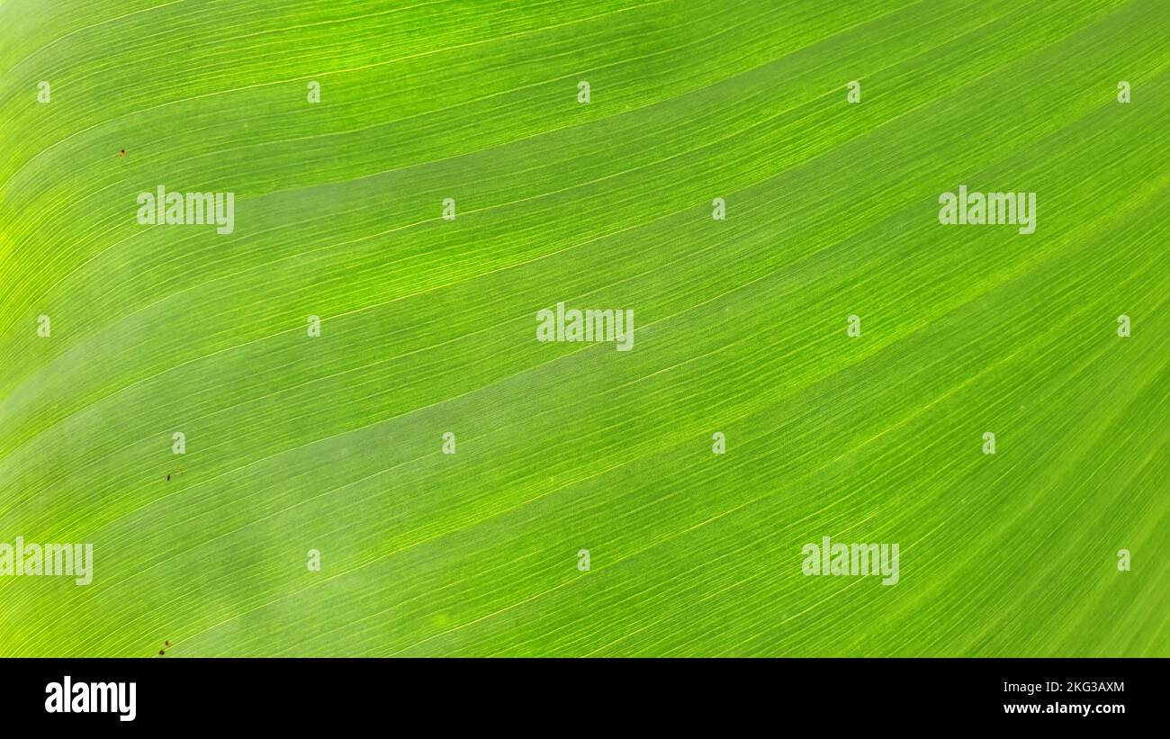 Texture of banana leaf, Nature Backgrounds Stock Photo - Alamy