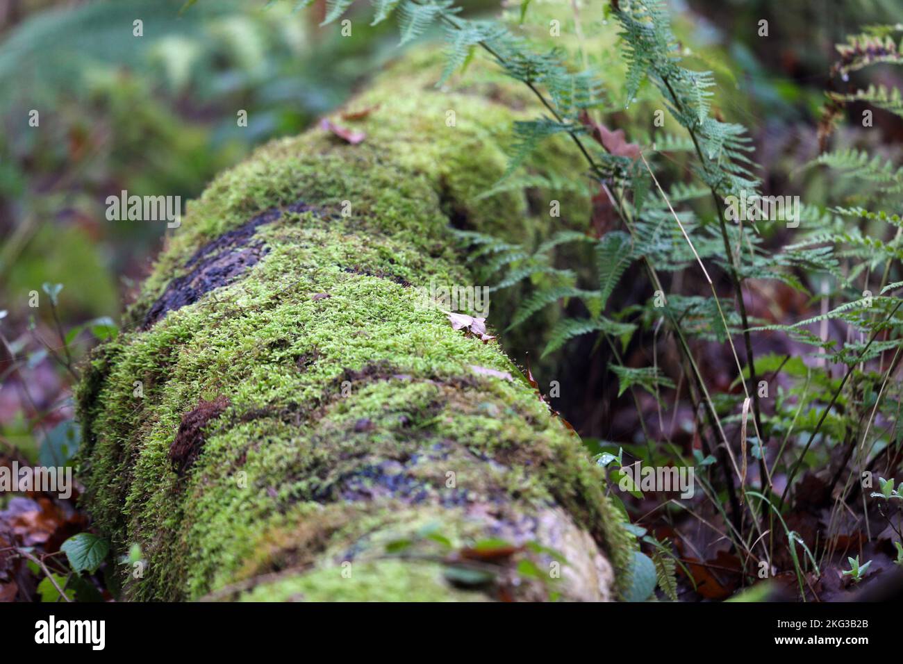 Ferns and moss hi-res stock photography and images - Alamy