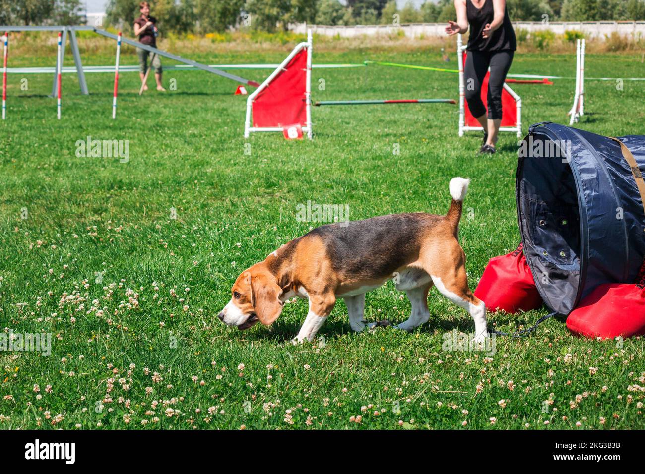 Dog in agility competition set up in green grassy park Stock Photo - Alamy