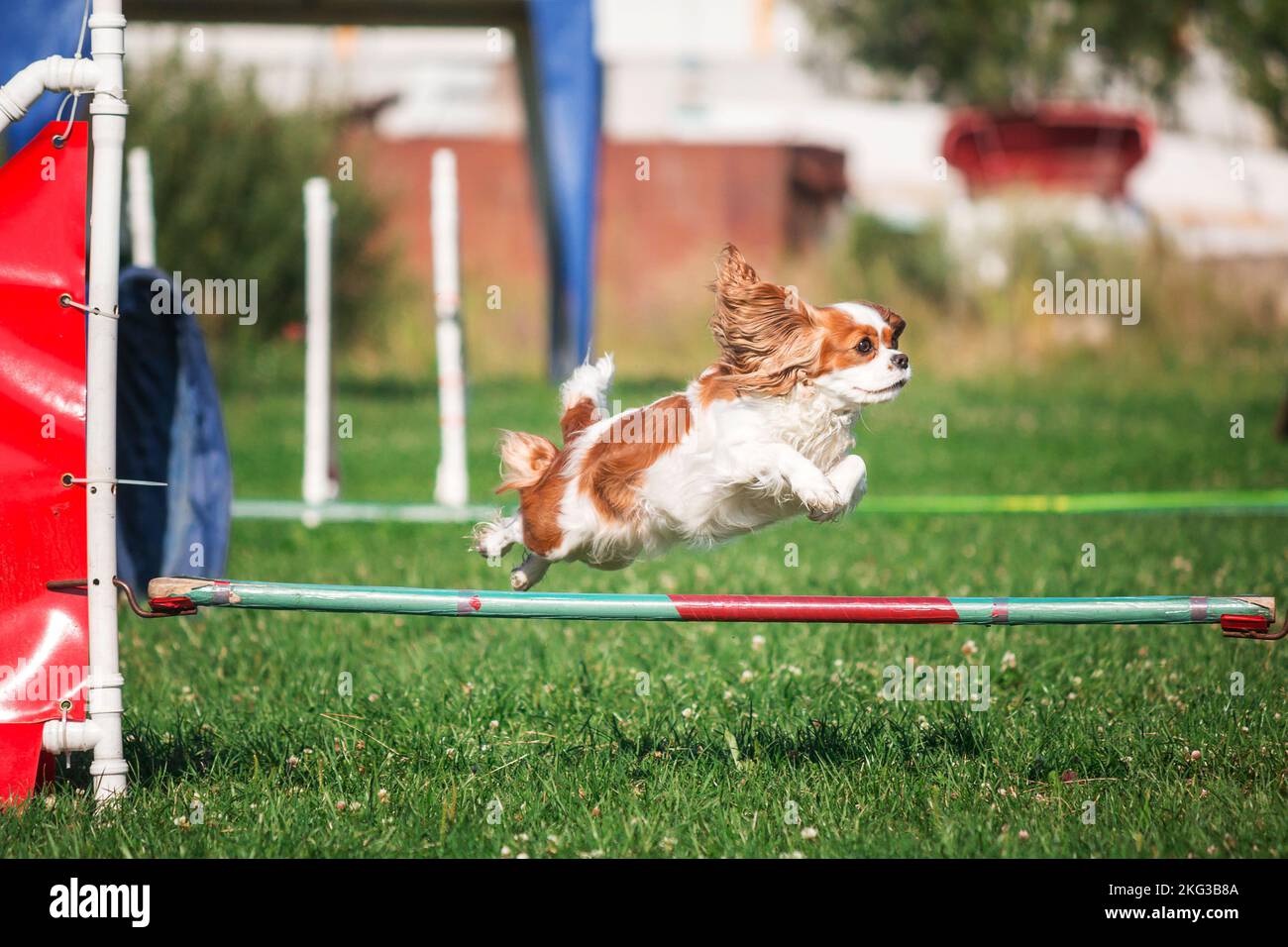 Dog in agility competition set up in green grassy park Stock Photo - Alamy