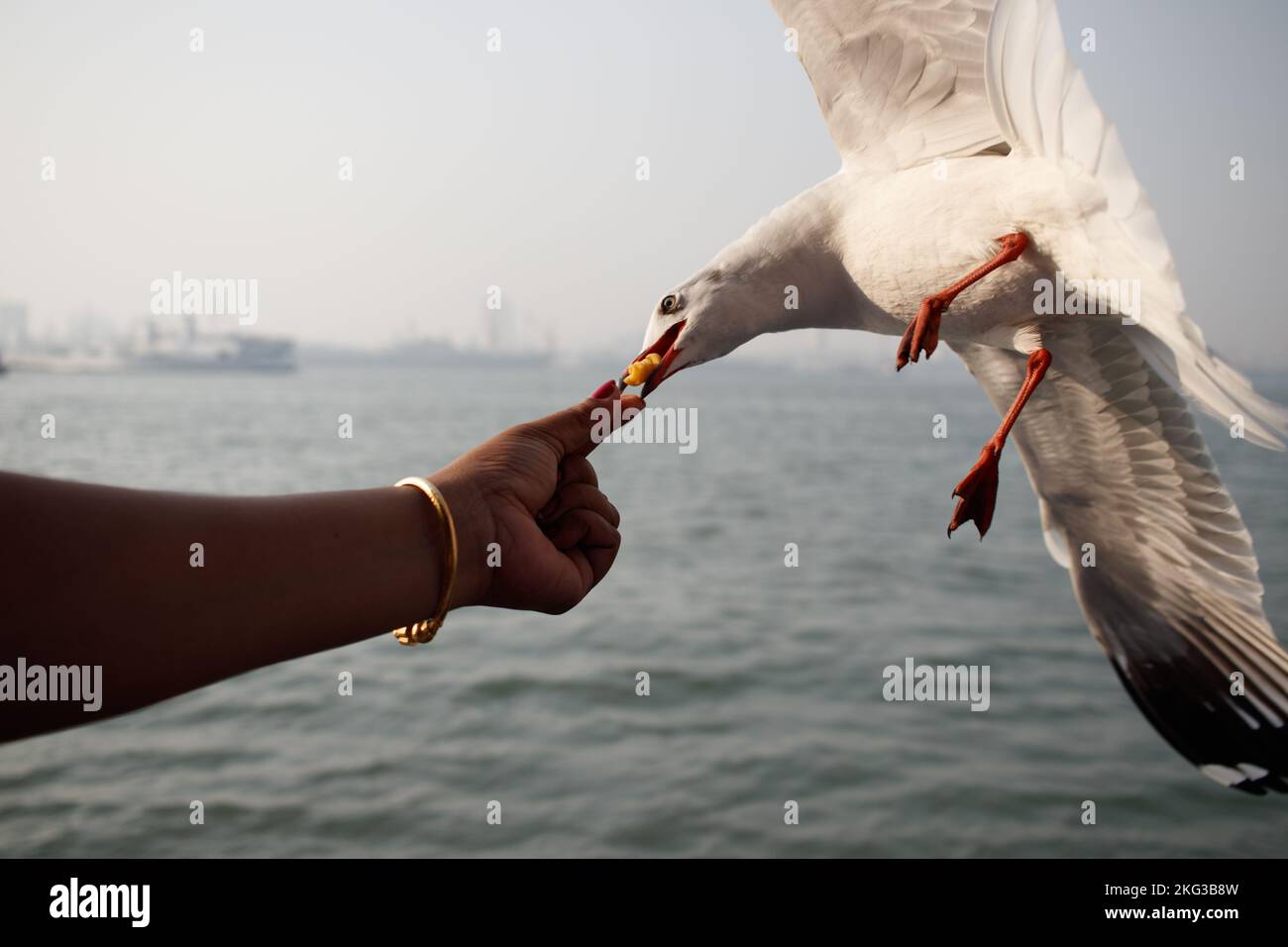 Seagull Snatching Food over sea Stock Photo - Alamy