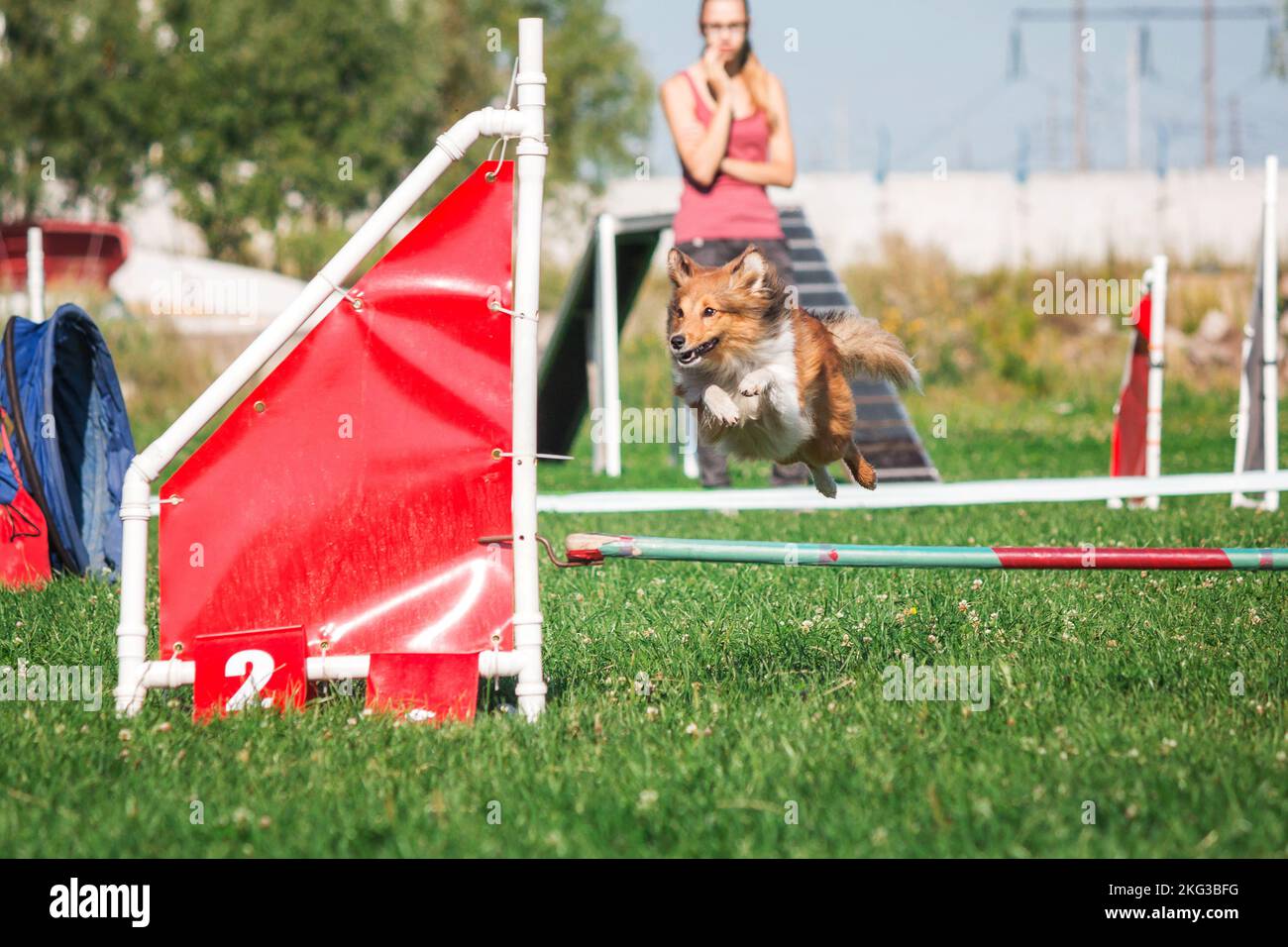 Dog in agility competition set up in green grassy park Stock Photo - Alamy