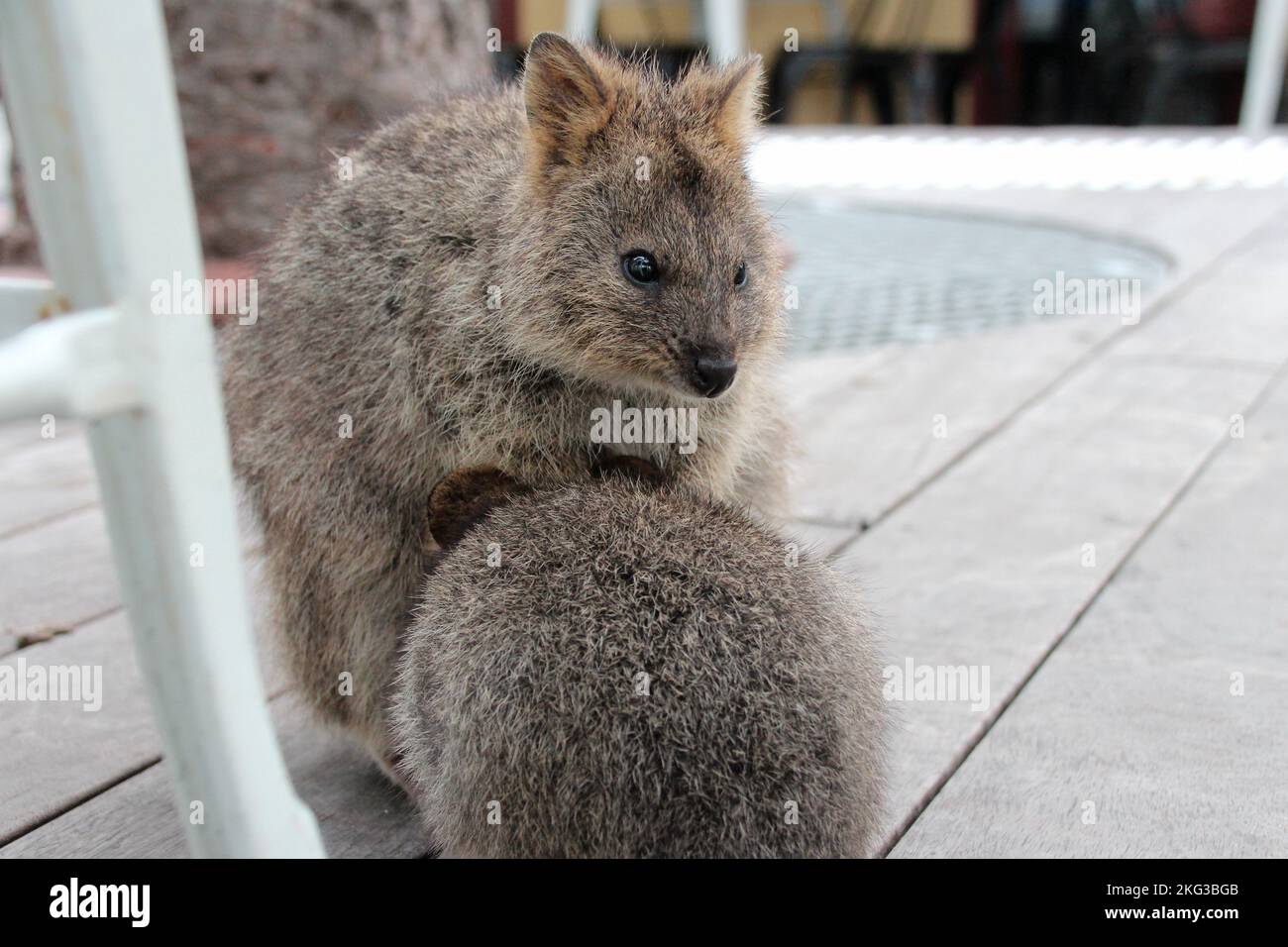 quokka at rottnest island in australia Stock Photo - Alamy