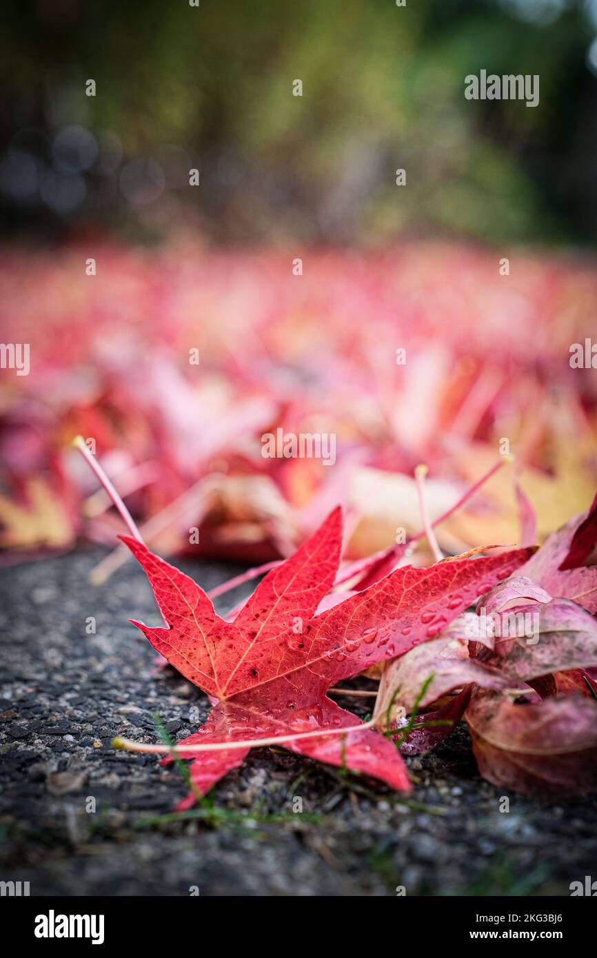 A vertical shot of a bright red leaf on the ground isolated against a ...
