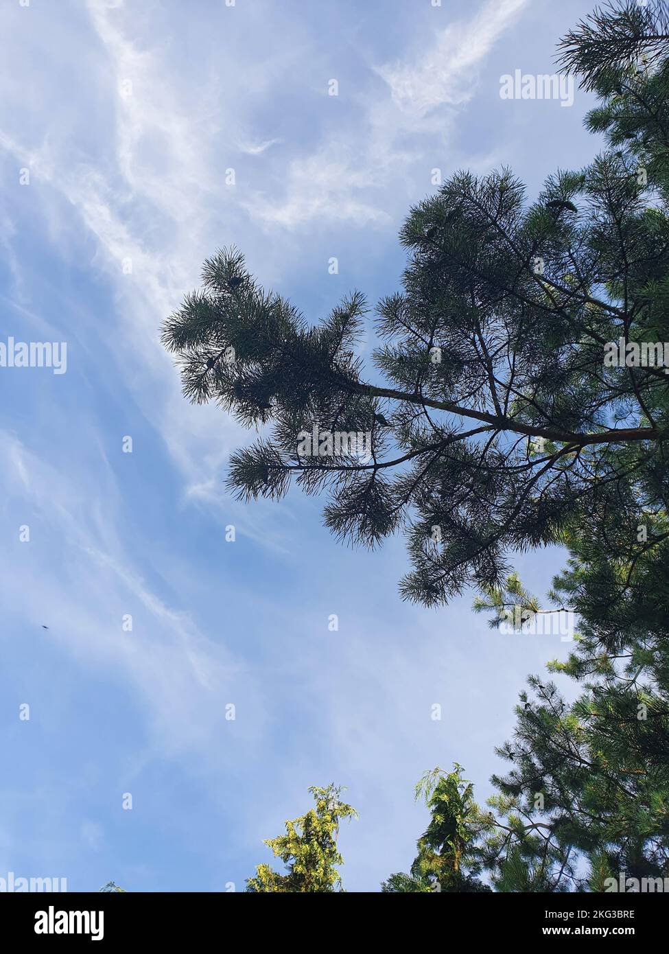 A low angle shot of green-leaved tree branches under blue sky with ...