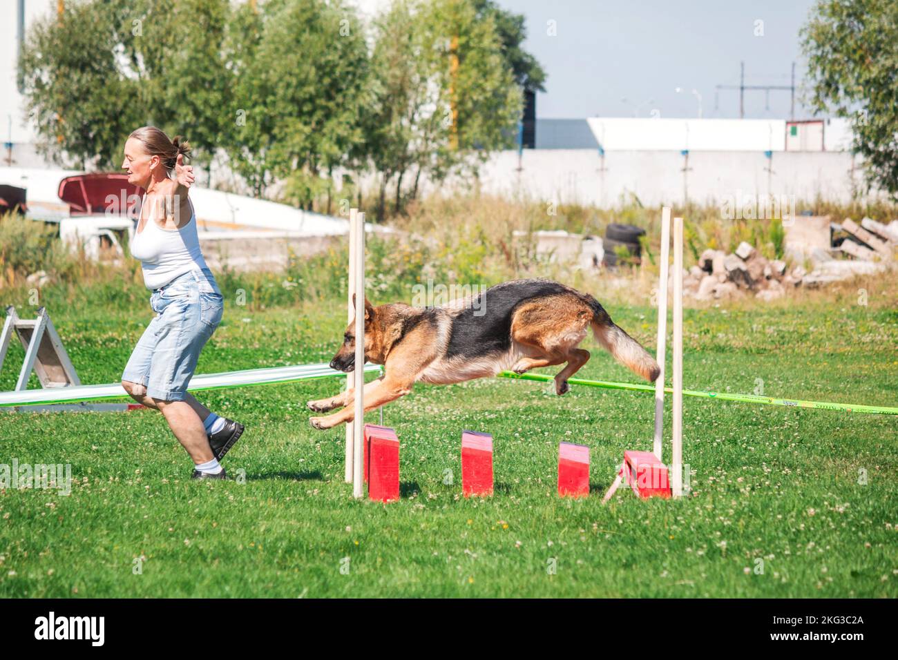 Dog in agility competition set up in green grassy park Stock Photo - Alamy