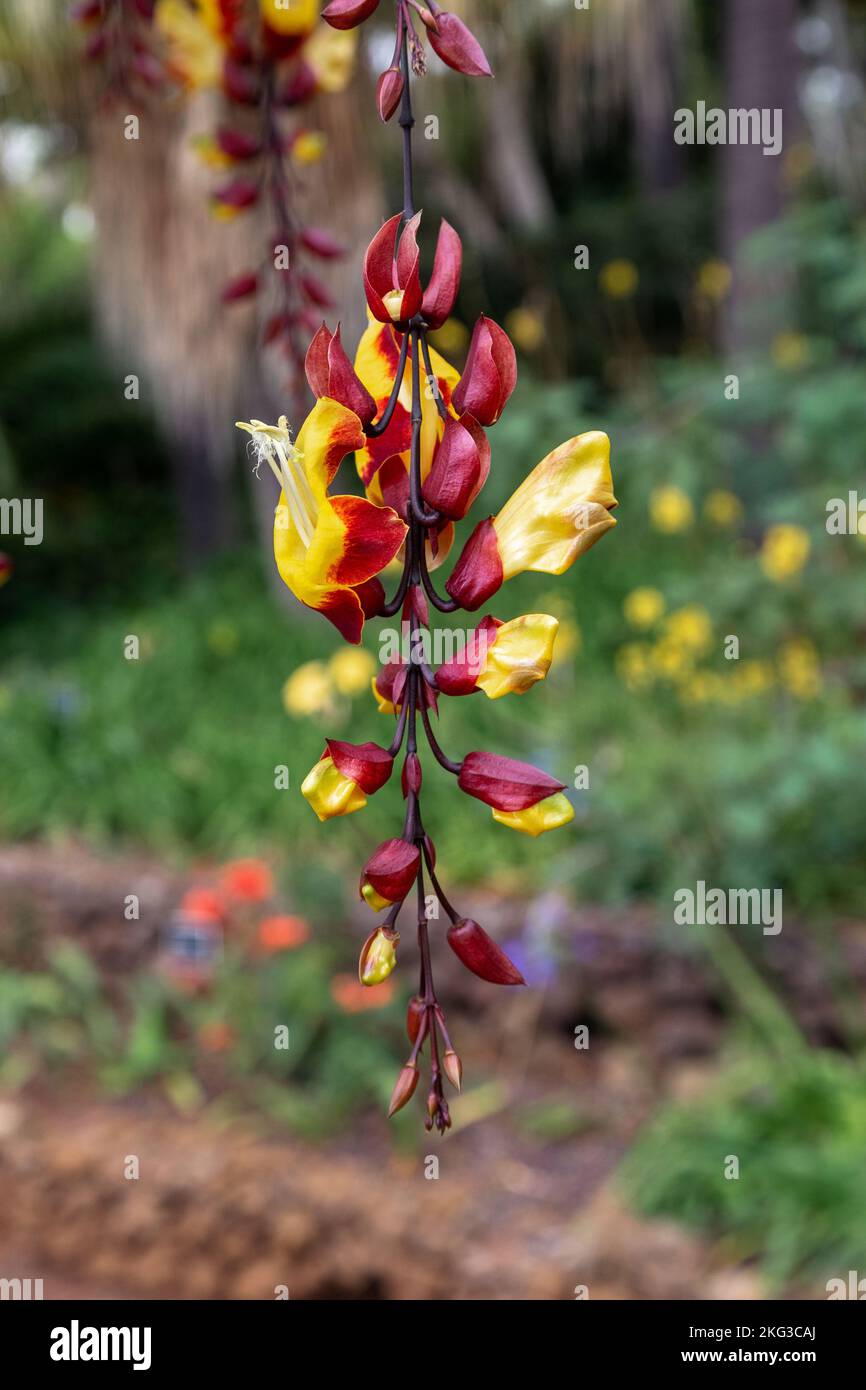 This is rare Indian Clock Vine that produces wide-mouthed flowers in ...