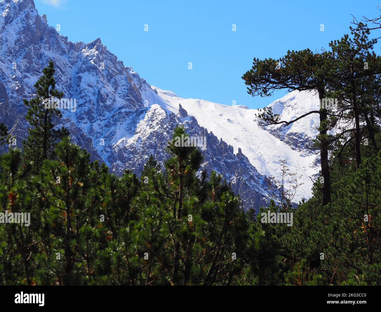 The green trees in the forest with the snowy Berchtesgaden Alps in the ...