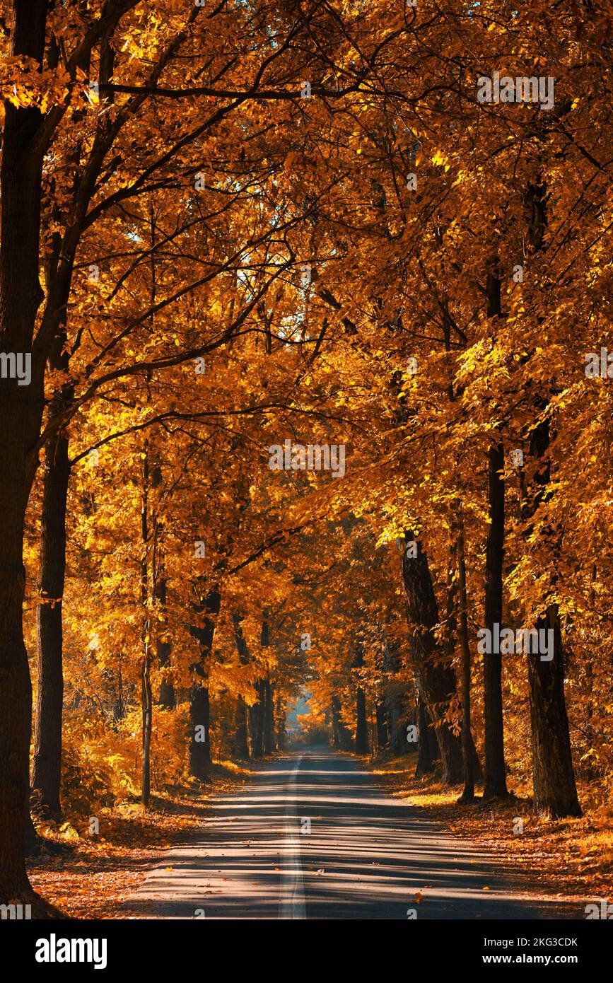 Empty country road with golden autumn acorn trees on sides, yellow fall ...