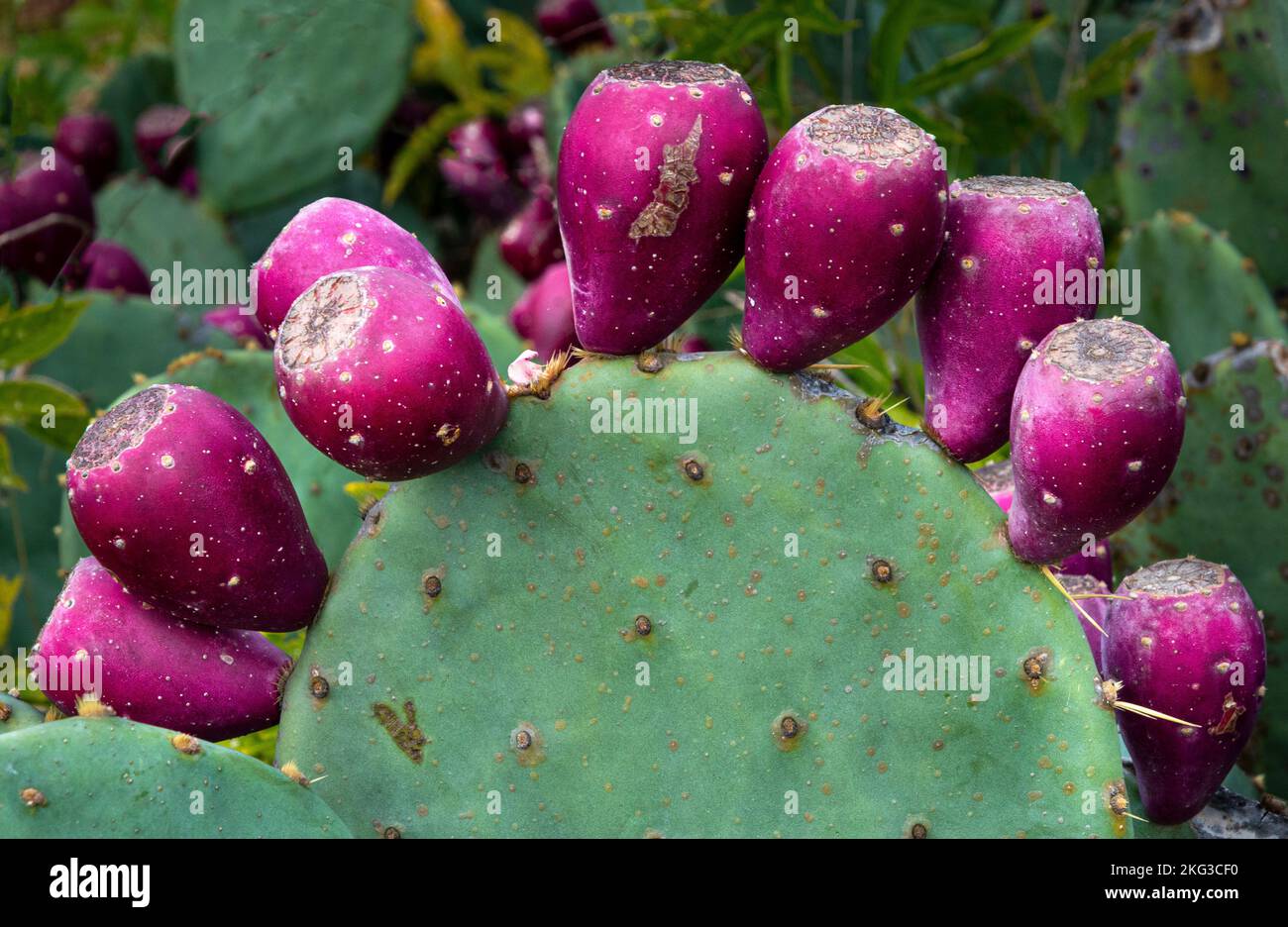 Fruits of eastern prickly pear cactus (Opuntia humifusa) in fall in ...