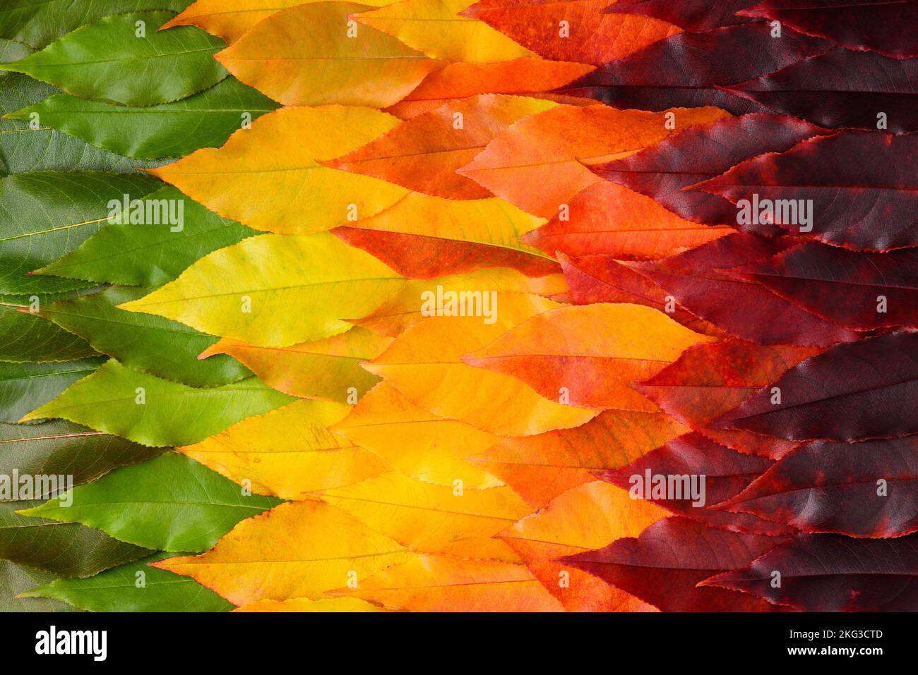 Vivid colorful autumn leaves gradient transition from green leaf to ...