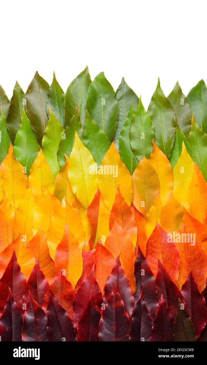Autumn leaves gradient transition arrangement border isolated on white ...