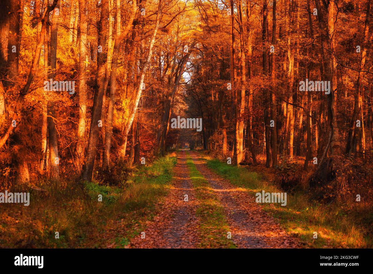 Empty road in autumn forest hi-res stock photography and images - Alamy
