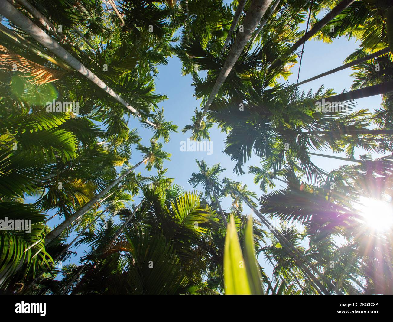 A wide angle frog view of coconut trees against sunlit clear sky ...