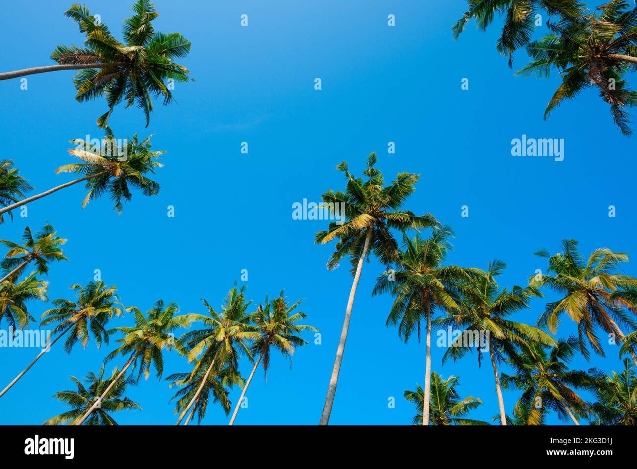 Lush green crowns of coconut palm trees over clear blue sky on tropical ...