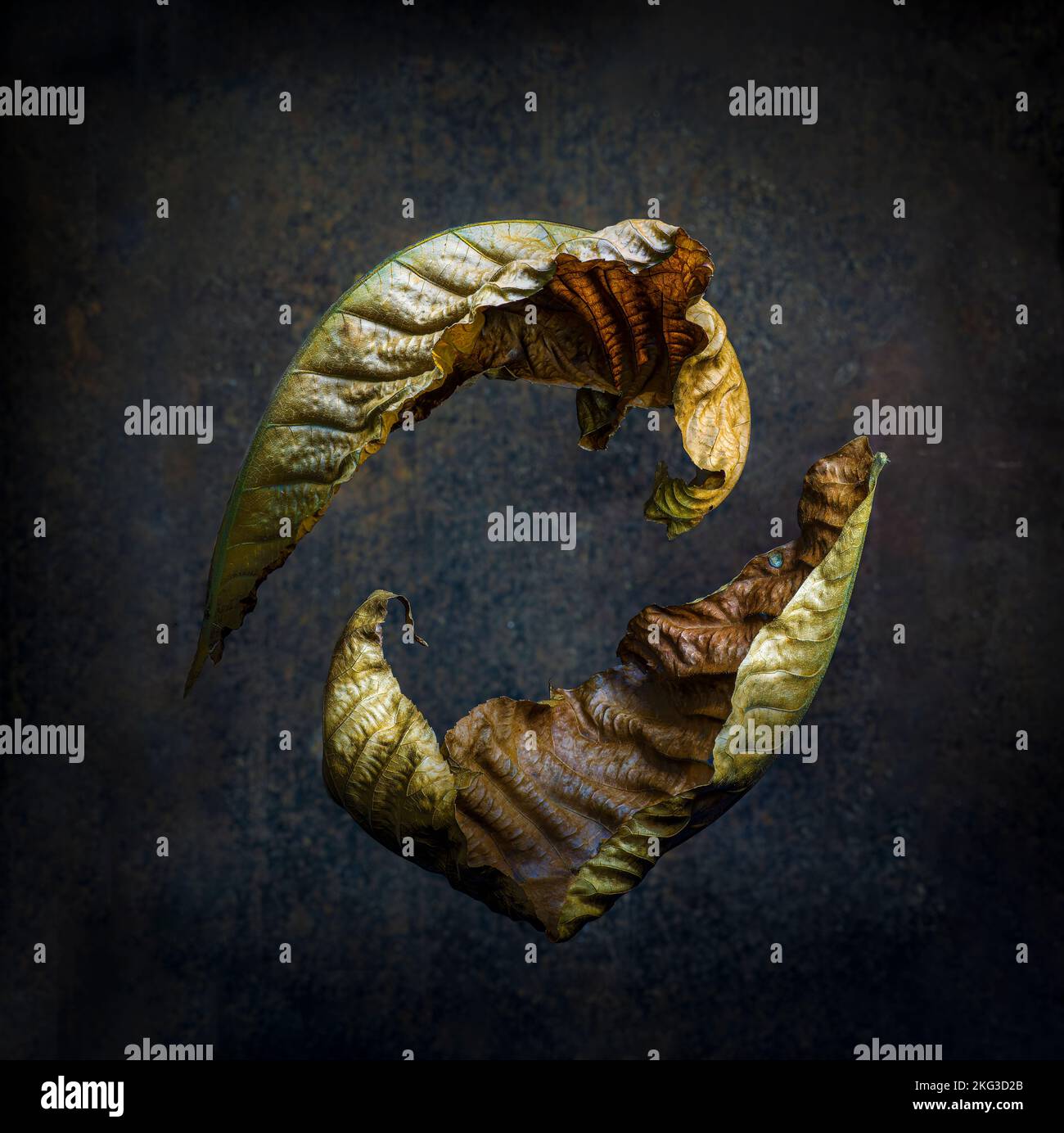 Two autumn leaves "floating" in yin and yang position Stock Photo - Alamy