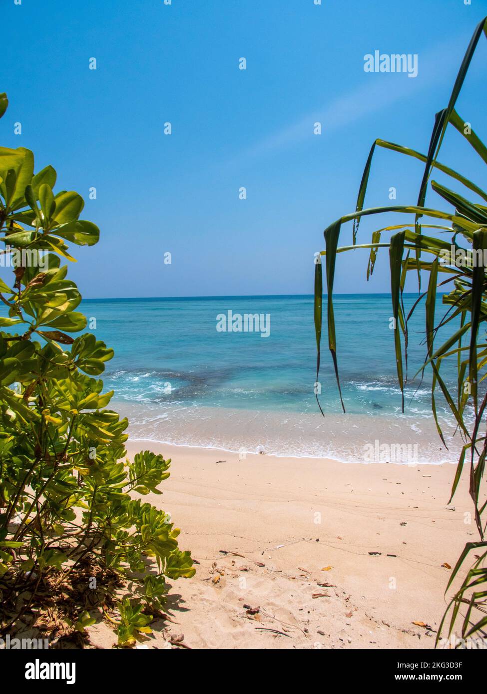 A vertical high-angle of a seascape through trees sandy beach clear ...